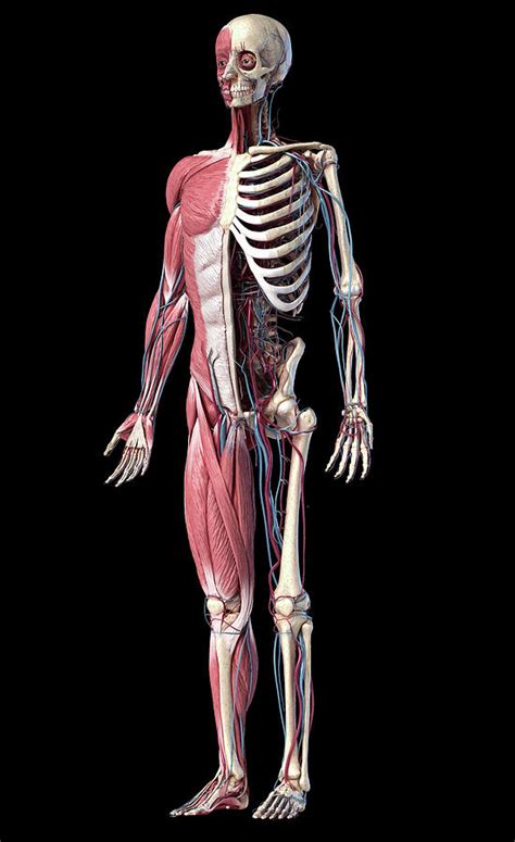 Human Female Anatomy Body Muscles Skeleton And