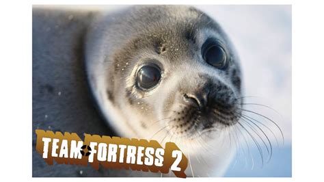 TF2 Summer Update Seals Napping But Closer Up YouTube
