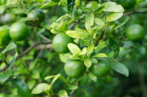 The Lemon Lime Tree Minneopa Orchards