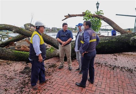 En Babahoyo un árbol de aproximadamente 7 décadas colapsó sobre el
