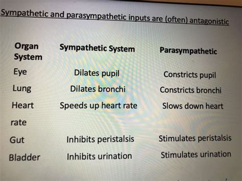 Autonomic Nervous System Flashcards Quizlet