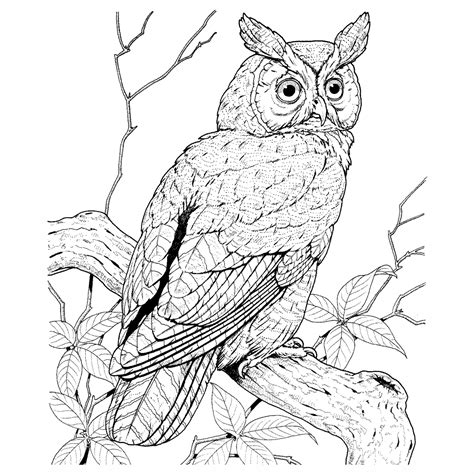 Corujas Para Colorir Imagens PNG