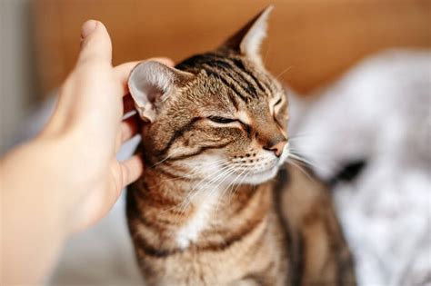12 Sinais de alerta de que seu gato está dor Cats