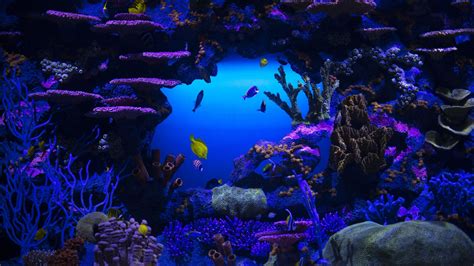 Underwater Coral Background Hd