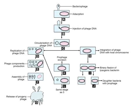 Bacteriophages Definition Morphology Life Cycle Significance