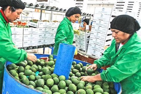 Exportaciones Agropecuarias Crecieron 8 1 Anual En Mayo