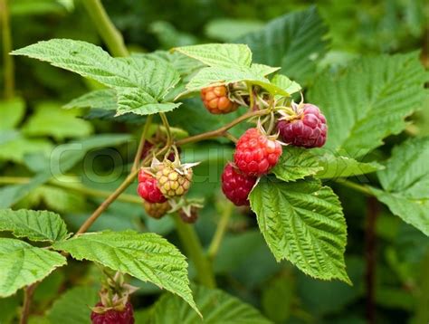 Beeren Himbeere Stock Bild Colourbox