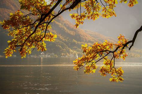 Herbst Blätter Natur Kostenloses Foto auf Pixabay Pixabay