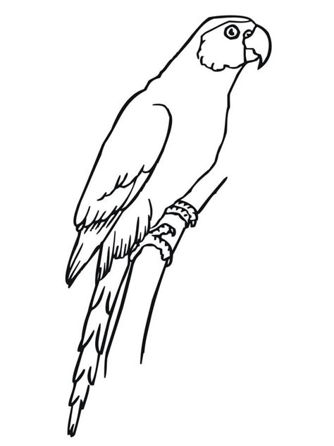Dibujos Para Colorear Periquito Imprimible Gratis Para Los Ni Os Y