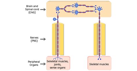 Somatic Nervous System Definition And Function GetBodySmart