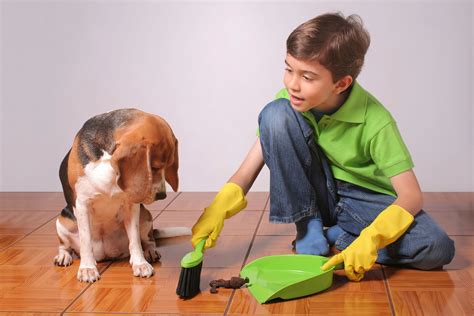Comment apprendre la propreté à son chien Doctissimo