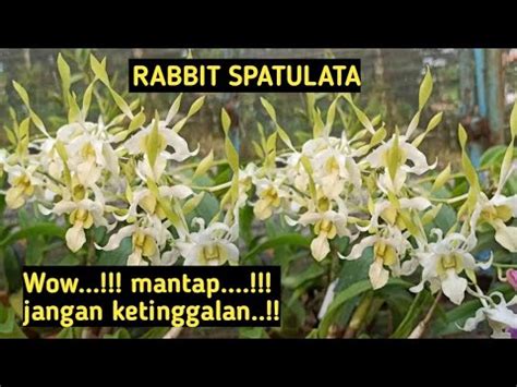 DENDROBIUM RABBIT SPATULATA MURAH YouTube