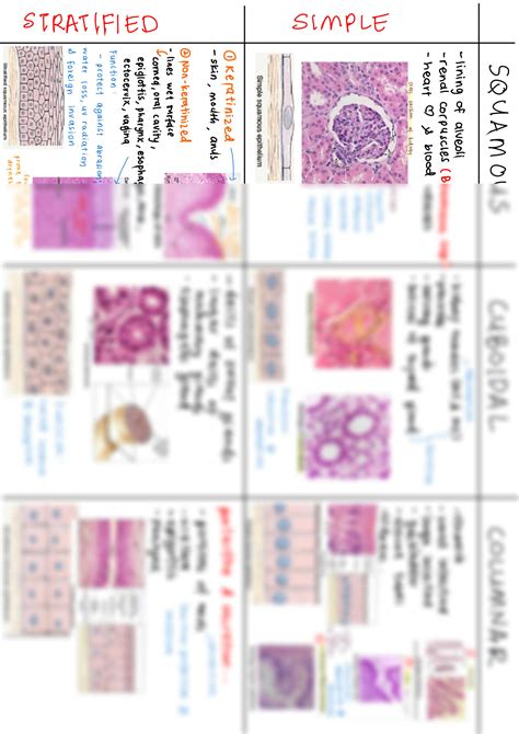 SOLUTION Epithelial Tissues And Connective Tissues Studypool