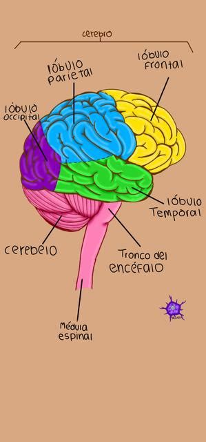 Diagrama De Partes Del Cerebro