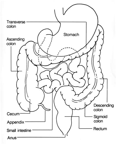 Large Intestine Simple Diagram