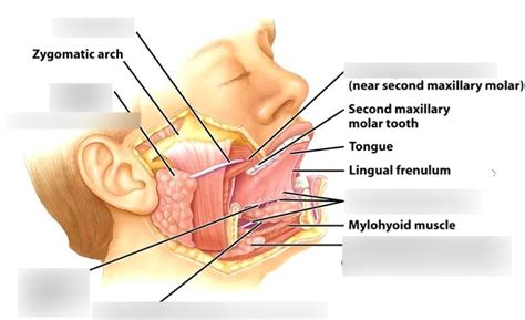 Salivary Glands Diagram Quizlet