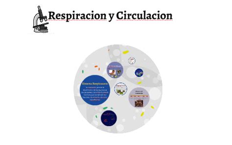 Respiracion Y Circulacion By On Prezi