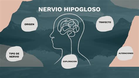 Nervio Hipogloso By Agustin Barreto On Prezi