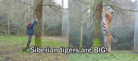 Here S How Big A Siberian Tiger Is Compared To A Human Ahhh