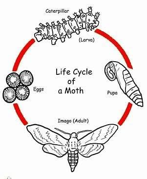 Lizard Life Cycle