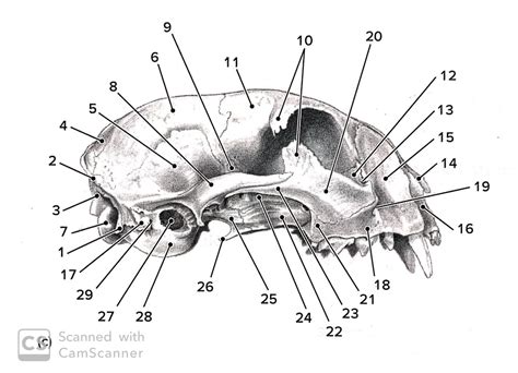CVA Lab Cat Skull Lateral Diagram Quizlet