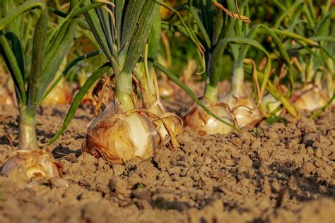 Cómo plantar cebollas de forma rápida y sencilla