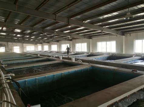 营口站炮台基地南美白对虾虾苗科普示范工作顺利展开 中国水产科学研究院营口增殖实验站