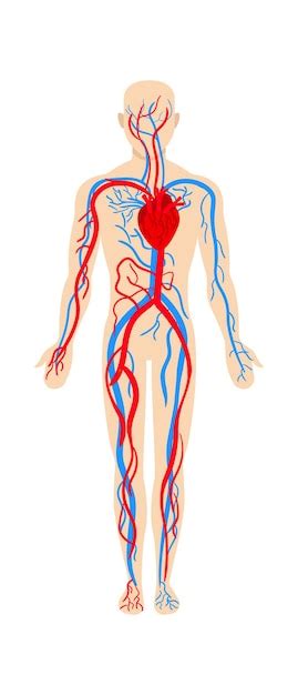 Circulatory Systems Clip Art Library