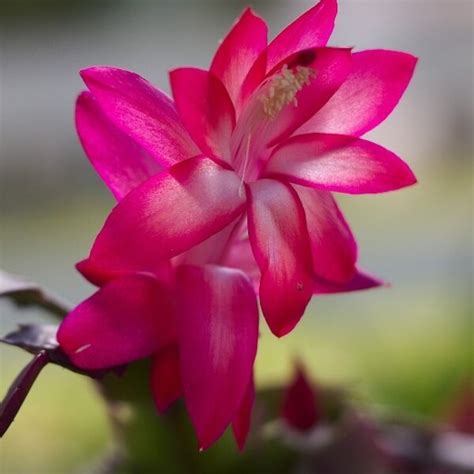 Flor De Maio Como Cuidar Principais Cores Dicas E Fotos