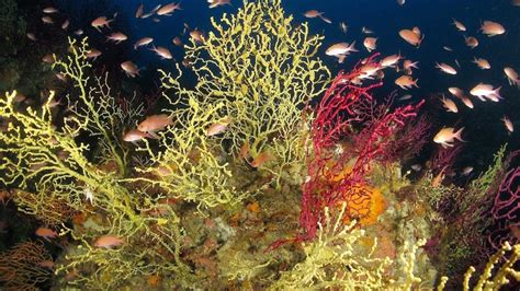 Merveilleux jardin secret découvert dans les fonds marins d Ischia