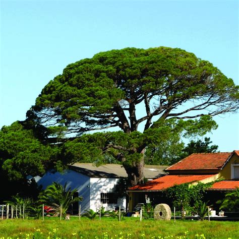 Pinus pinea Pin parasol un conifère méditerranéen très ornemental