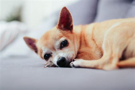 Mi perro está enfermo Síntomas y señales de alerta Mira