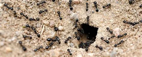 8 astuces pour se débarrasser des fourmis dans le jardin