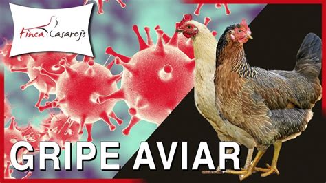 GRIPE AVIAR Qué es y cómo se contagia YouTube
