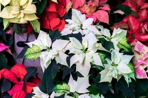 Details 48 Nochebuena Blanca Planta Abzlocal Mx