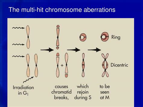 PPT Radiation Effects On DNA And Chromosomes PowerPoint Presentation
