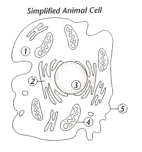 Unit Test 1 Living Things Etc Flashcards Quizlet