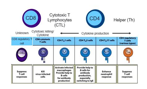 Cell Mediated Immunity Cmi T Cell Types And Functions Microbe Online