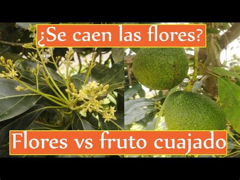 Details 48 porque se caen las flores de los árboles frutales Abzlocal mx