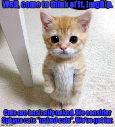 Cute Cat Meme Imgflip