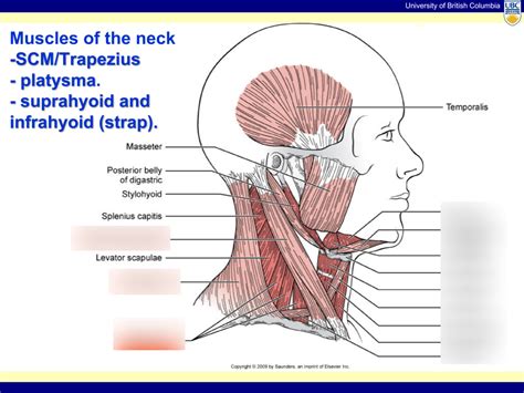 Muscles Of The Neck Diagram Quizlet