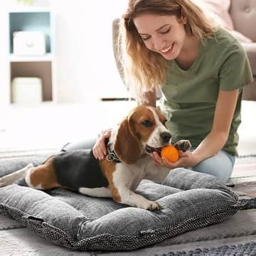 10 MEJORES Camas para Perro Bichón Maltés 2024 MBM