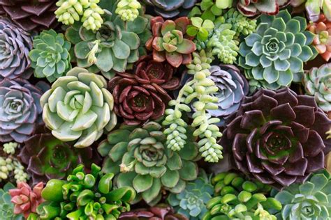 Cómo cuidar las plantas suculentas guía de cuidados