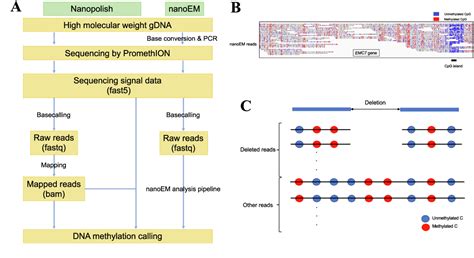 Application Of Long Read Sequencing To The Detection Of Structural
