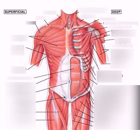 Anatomy Anterior Trunk Muscles Pt Diagram Quizlet