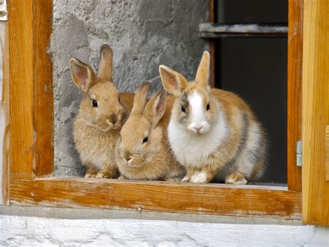 Why Do Rabbits Fall After Mating Mother Farmland
