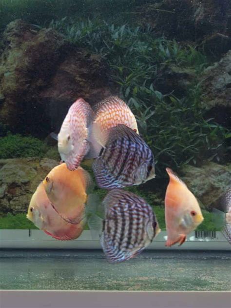 Is Going Bare Bottom In Your Cichlid Tank A Genius Move Or A Grave