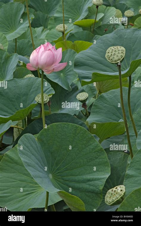 Sacred Lotus Nelumbo Nucifera Flower And Seedheads Also Known As