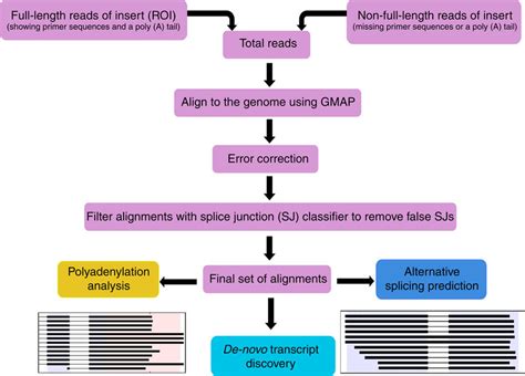 Transcriptome Analysis Pipeline For Isoform Sequencing Schematic
