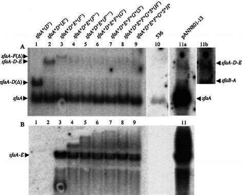 Northern Hybridization Of Total Rna From Strain Hb Carrying